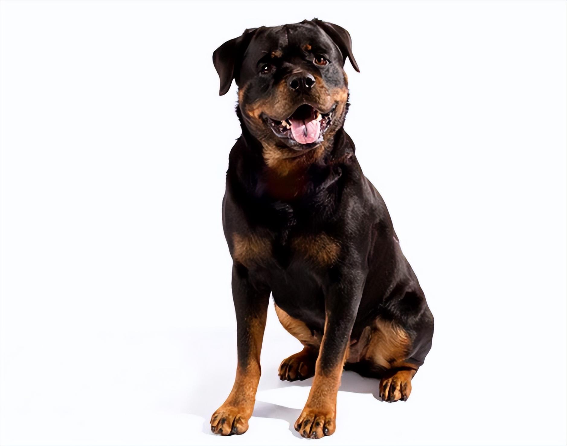 罗威纳犬 - 快懂百科