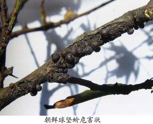 朝鲜球坚蚧 - 快懂百科