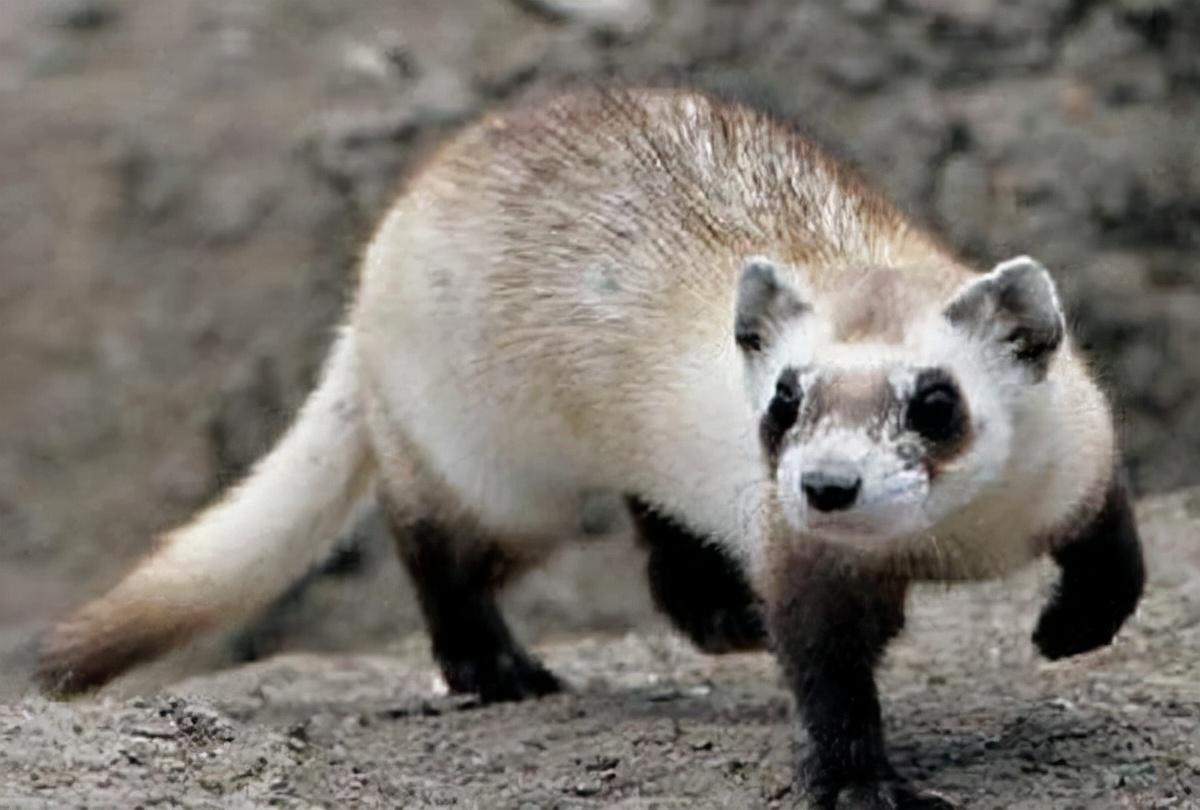 鼬属 - 快懂百科