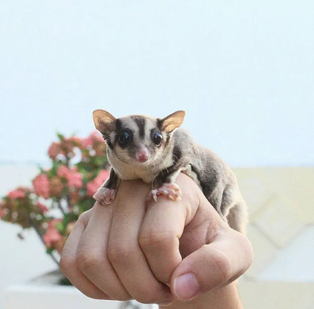 蜜袋鼯 - 快懂百科