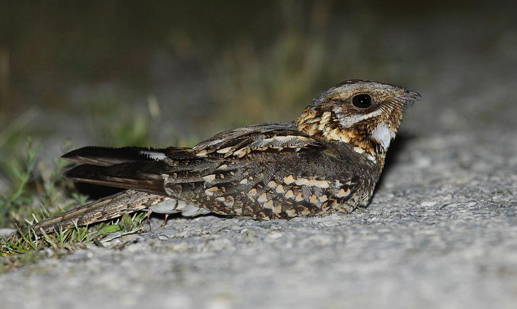 红颈夜鹰 - 快懂百科