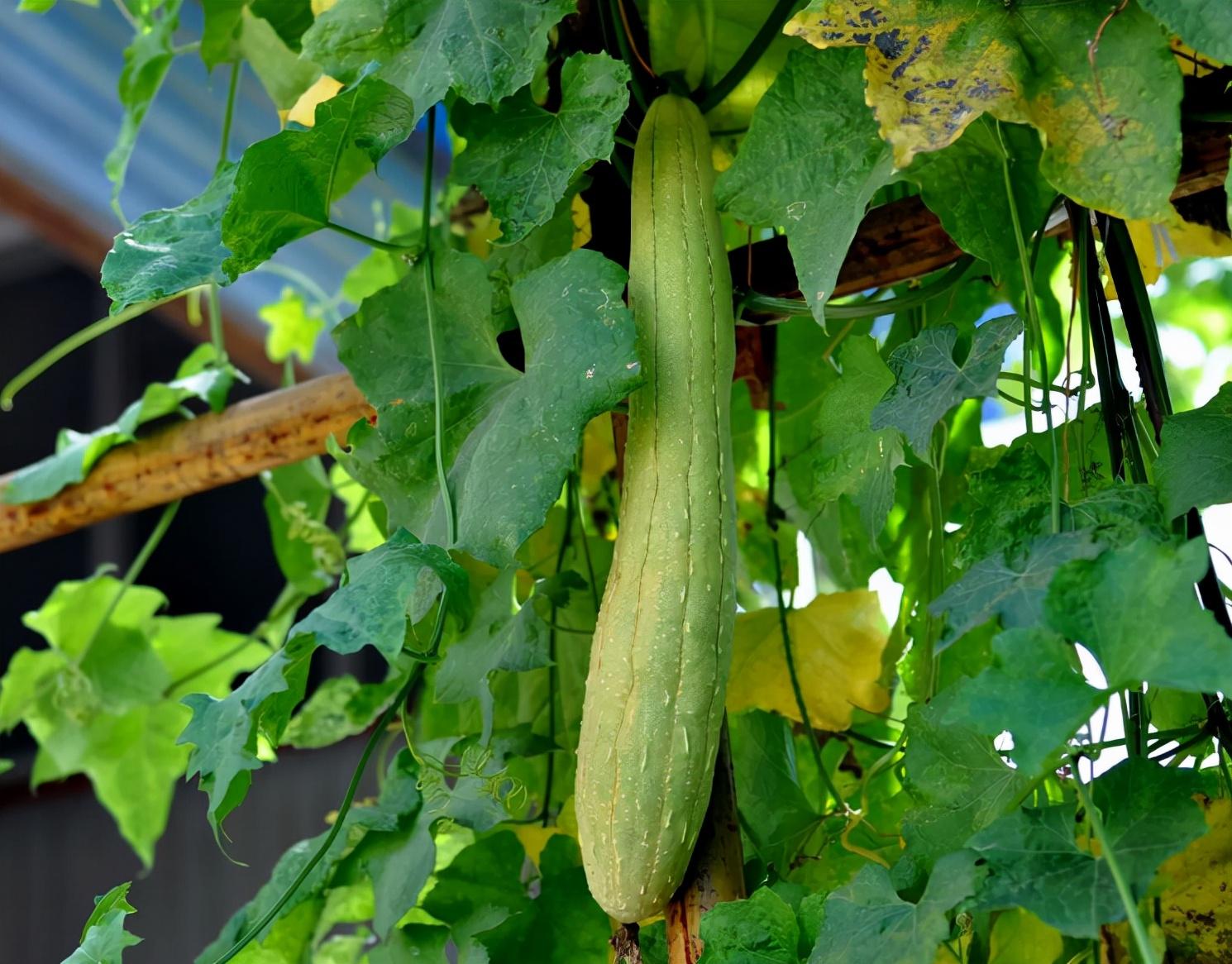 天罗 - 快懂百科