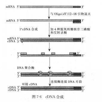 cDNA - 快懂百科