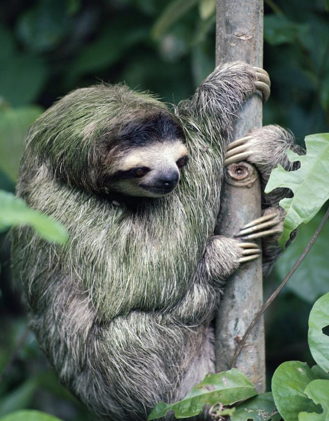 三趾树懒 - 快懂百科