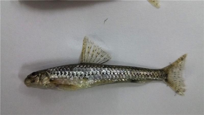 小口小鳔鮈 - 快懂百科