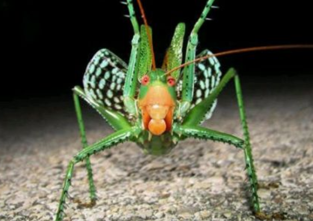 鬼王螽斯 - 快懂百科