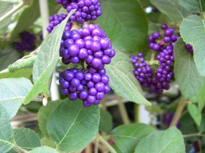 藤紫珠 - 快懂百科