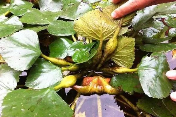 菱角 - 快懂百科