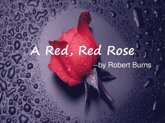 A Red, Red Rose - 快懂百科