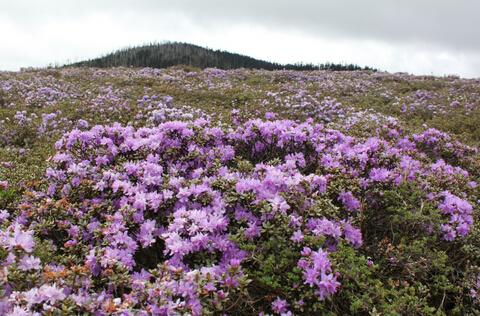 林生杜鹃 - 快懂百科