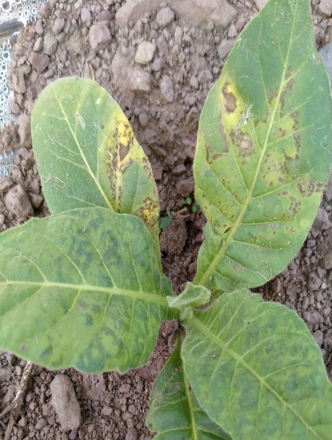 烟草病毒病 - 快懂百科