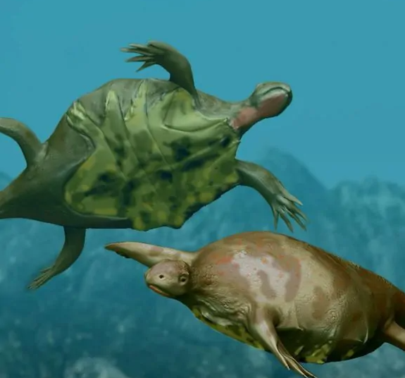 半甲齿龟 - 快懂百科