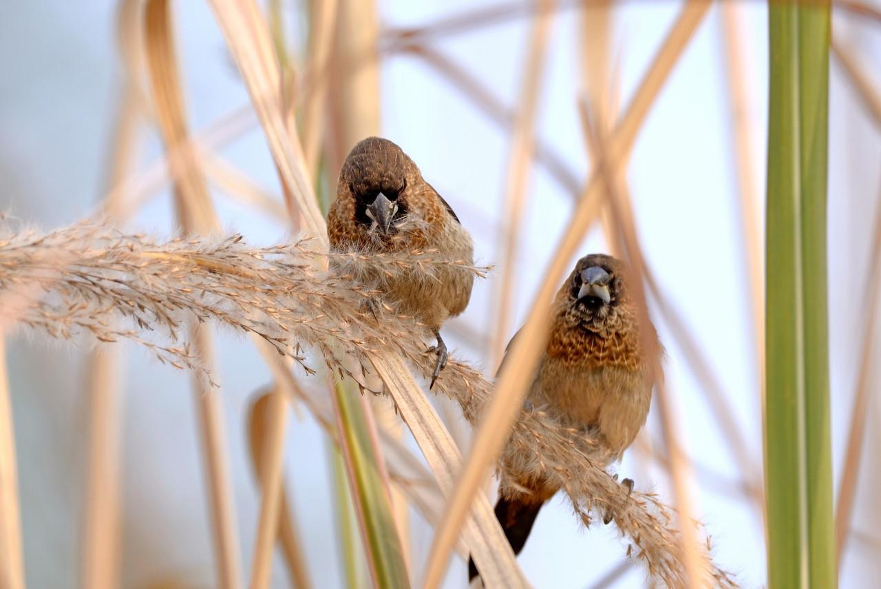 白腰文鸟 - 快懂百科