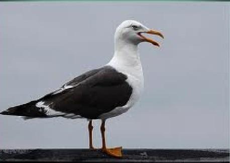 黑背鸥 - 快懂百科