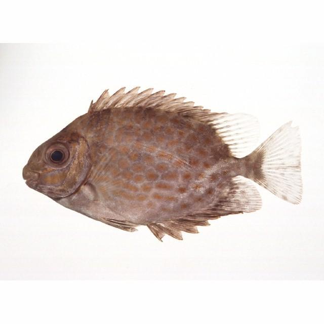 鲀形目 - 快懂百科